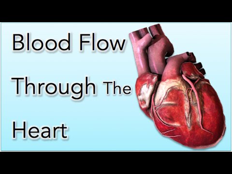 Blood Flow Through The Heart - Animation - 2025