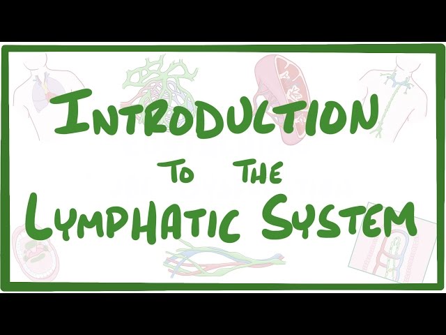 Introduction To The Lymphatic System - 2025 Introduction To The Lymphatic System - 2025
