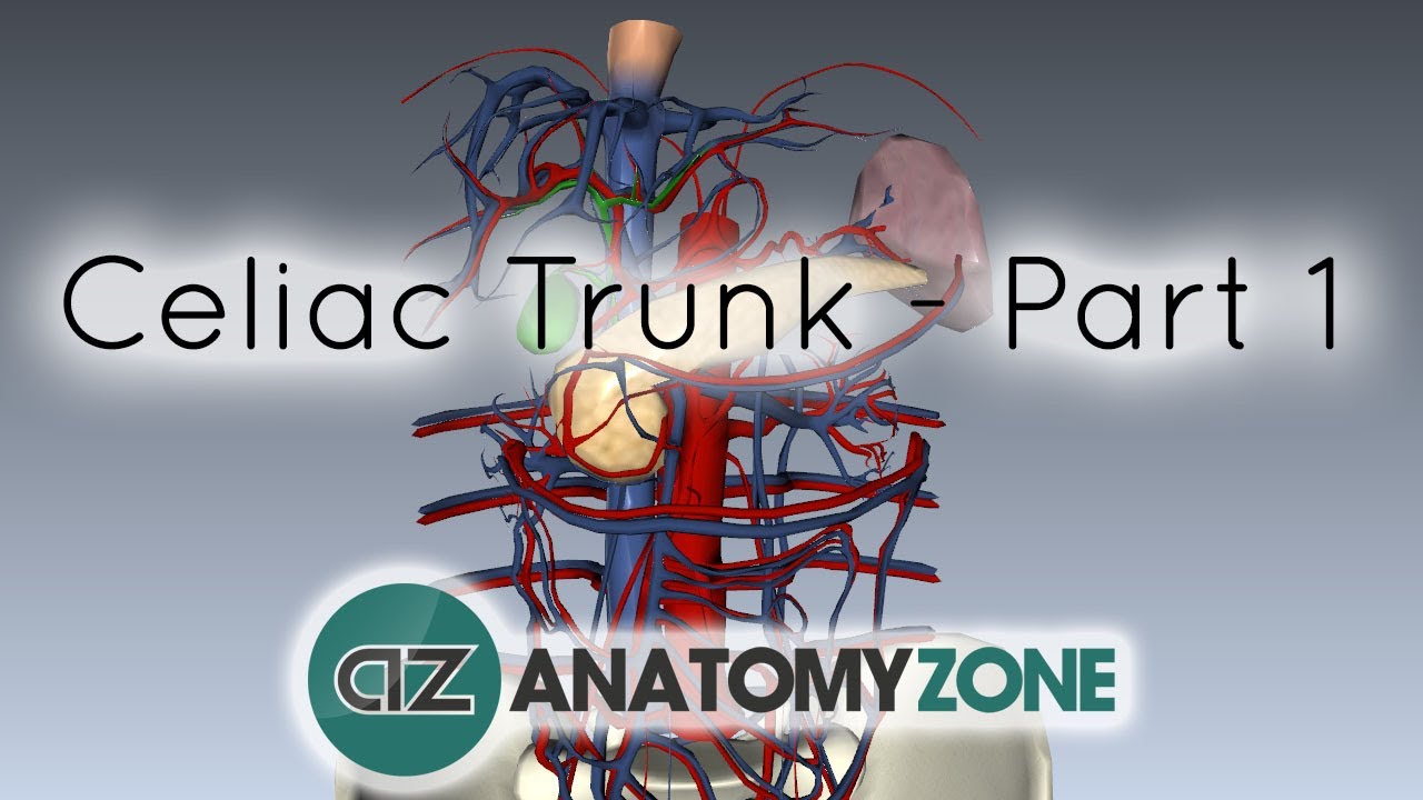 Celiac Artery/Trunk - Part 2 - Anatomy Tutorial - 2025