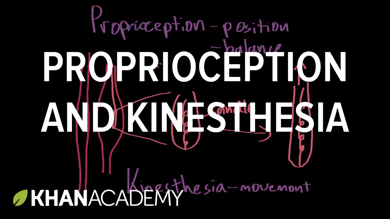 Proprioception And Kinesthesia - Processing The Environment - 2025