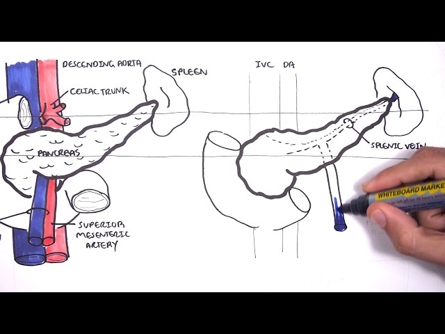 Pancreas Clinical Anatomy And Physiology - 2024